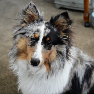 Sable Tri Color Blue Merle Shelties christmas | Etsy