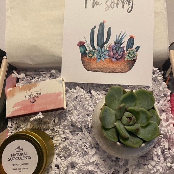 I Succ I'm Sorry Succulent - Apology Gift Box - Sunshine Gift - Regrets ...