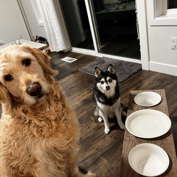 Dog Bowl, Elevated Dog Feeder, Raised Dog Bowl, 3 Dog Bowl, Farmhouse ...