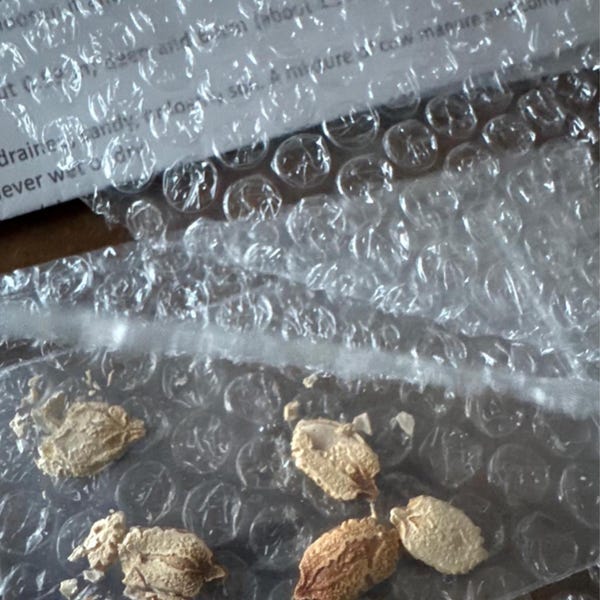 Vietnam Smooth Luffa Gourd Seeds 特長絲瓜 Muop Huong F1 Non-gmo,organic - Etsy
