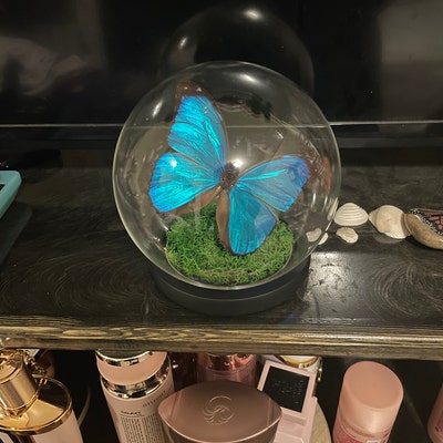 Preserved Blue Morpho Menelaus Butterfly in Glass Dome - Etsy