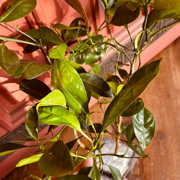 Cacao Tree Starter Plant – Live Tropical Fruit Tree (theobroma Cacao ...