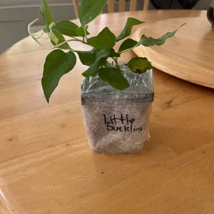 Clematis Proteus Live Plant in a 4 Inch Growers Pot Clematis 'proteus ...