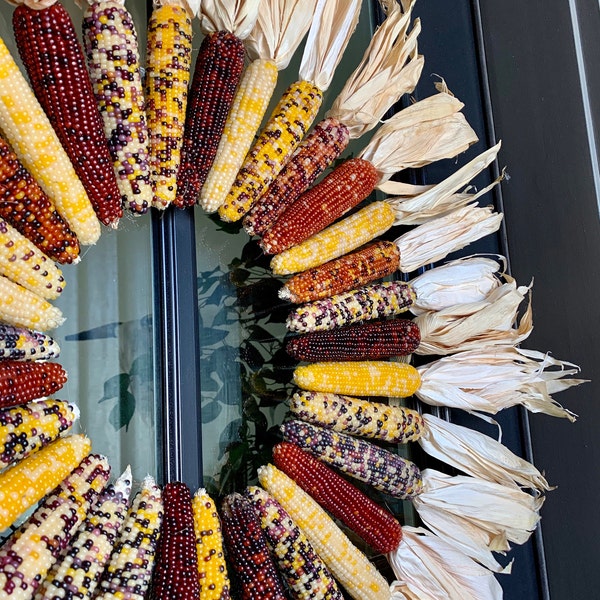 Mini Indian Corn, 5" to 6" Length, 10, 15, 30 and 40 Count, FREE ...