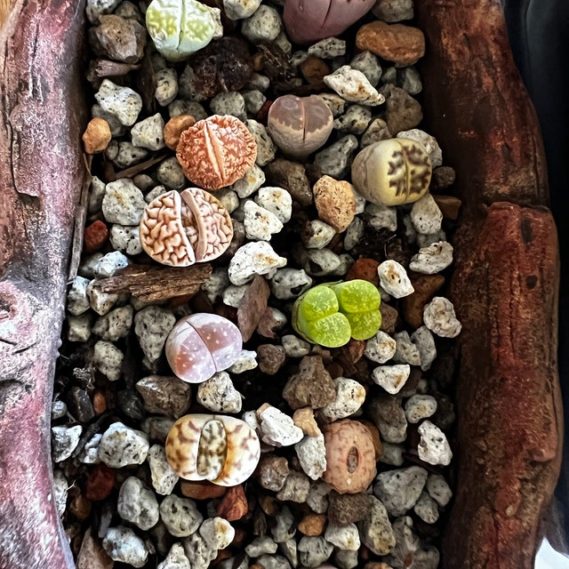 CactusBoard - Etsy