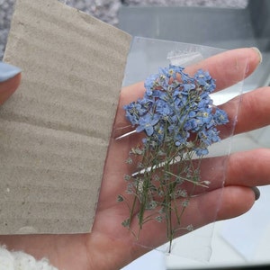 Pressed Real Dry Forget Me Not Flower, Pressed Blue Forget Me Not ...