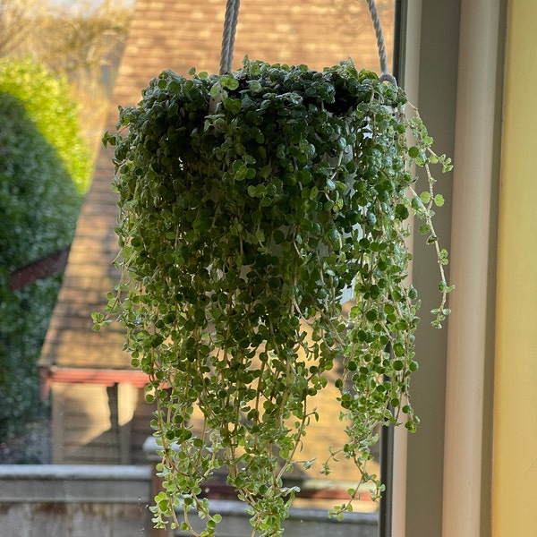 Pilea Depressa | Pilea Depressa Baby Tears | Baby Tears Pilea | Pilea ...