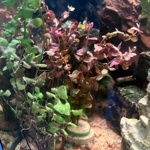 Rotala H'ra Easy Live Aquatic Stem Plant for Planted Aquarium ...