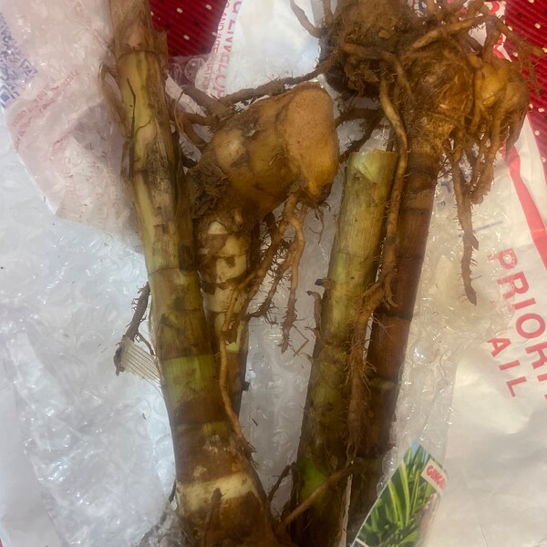 2x Malay Ginger Rhizomes With Stalk, Costus Speciosus, Insulin Plant ...