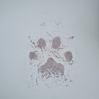 Inkless Pet Paw Print Kit | Get High-quality Paw Prints With Zero Ink ...