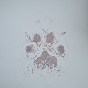 Inkless Pet Paw Print Kit Get High-quality Paw Prints With Zero Ink Non ...