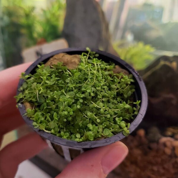 Dwarf Baby Tears Pot hemianthus Callitrichoides BUY3GET1FREE Live ...