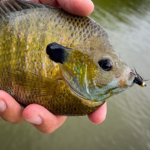 Size 10- Tungsten Bubble Minnow Jig 2 Pks - Etsy