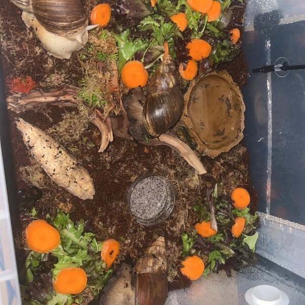 Hide and Shed Pack, Great for Small Snakes and Lizards Like Geckos and ...