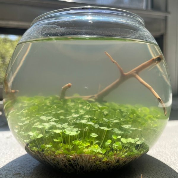 Water Terrarium Kit, Water Garden, Birthday Gift for Nature Lovers ...