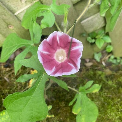 Astrantia Major Rose Symphony Seeds, Masterwort, Hatties Pincushion ...