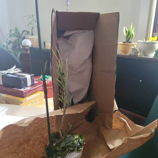 Chinese Perfume Tree, Chinese Rice Flower, in 4", 6" and 10" Pot Aglaia ...