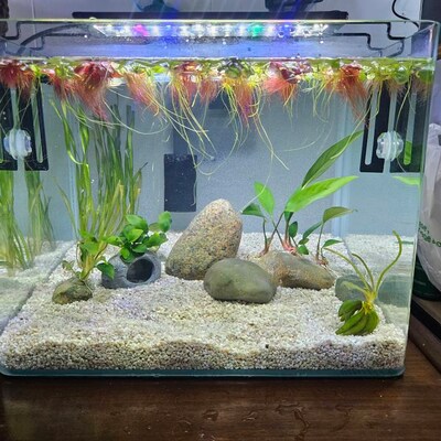 Handmade Natural Stone Tank Decor Swim Through Tunnel Hide - Etsy