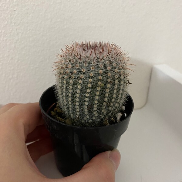 Silver Ball Cactus 2.5 Inch Notocactus Scopa Live Cactus Plant Small ...