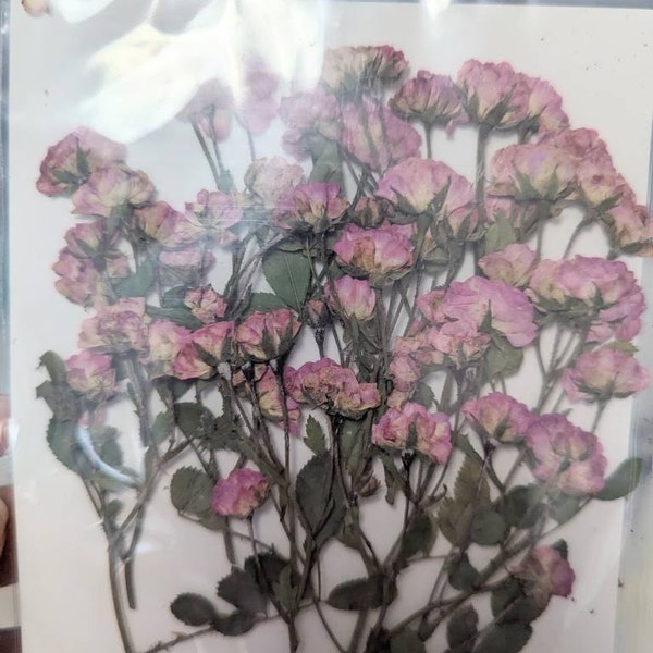 12pcs Pressed Dried Mini Rose Buds With Stems,ready to Ship, Pressed ...