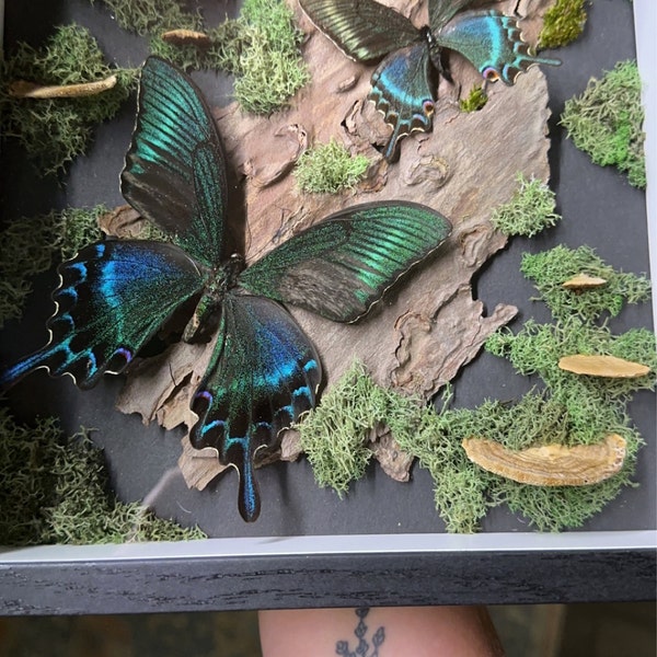 Real Moths in Antique Bubble Glass Frame With Dried Flowers White Witch ...