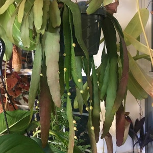 Aloe white Fox Succulent Low Maintenance Plant - Etsy