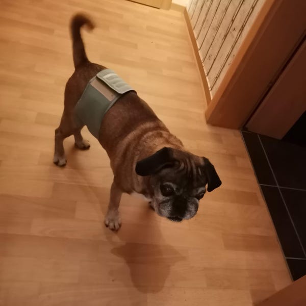 Male Dog Belly Band Sewing Pattern Xxsm–xxlg – PDF DIY Diaper Wrap for ...