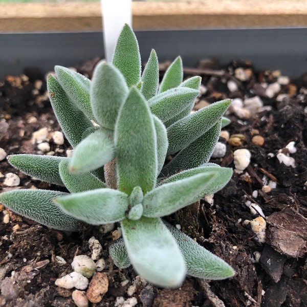 Crassula Mesembryanthemoides 'tenelli' Succulent Plant - Etsy