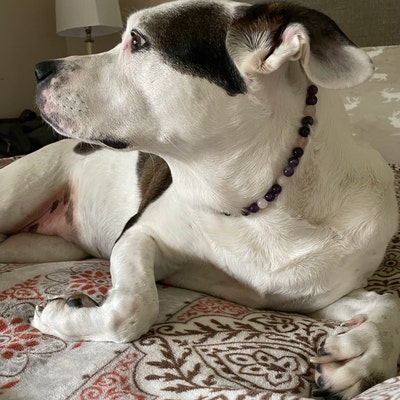 Anti Tick Collar for Dog Em Ceramic Sodalite and Tiger's - Etsy