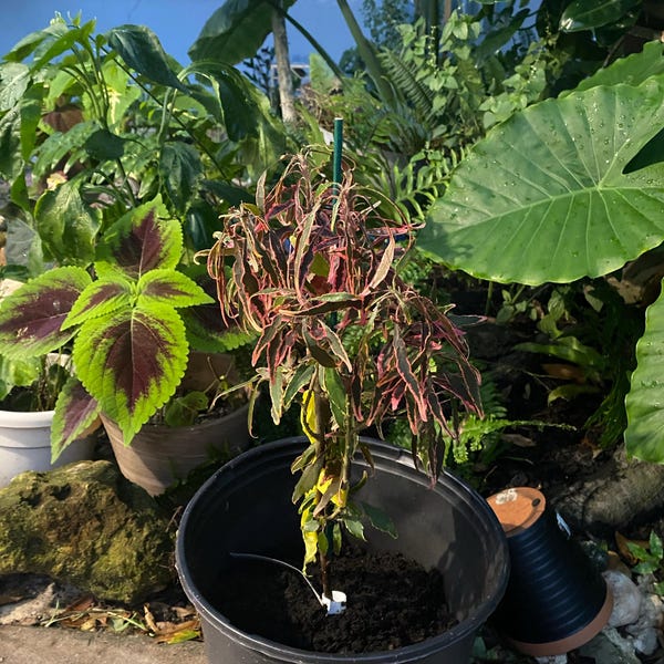 FIREBUSH Firefly Dwarf Scarlet Red Shrub Live Plant Orange Yellow ...