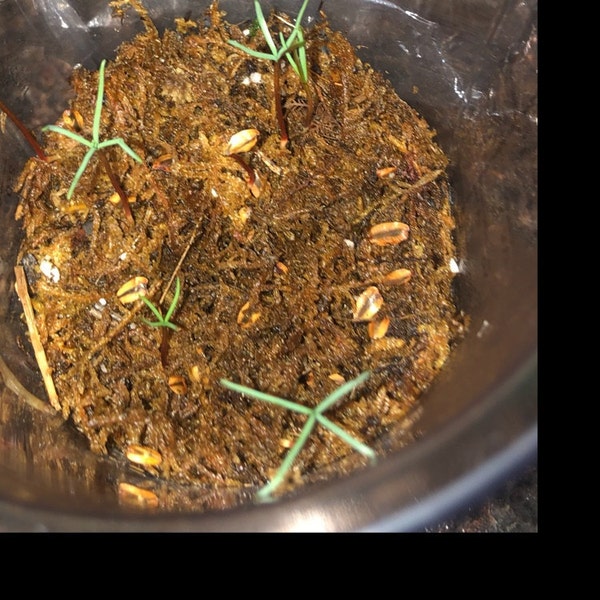 Giant Sequoia World's Largest Trees 25 Seeds - Etsy Canada