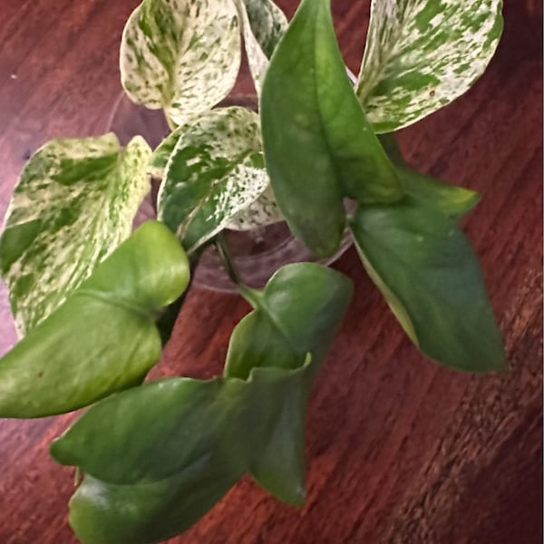Marble Queen Pothos Plant Cuttings Variegated Plant RARE House Plants ...