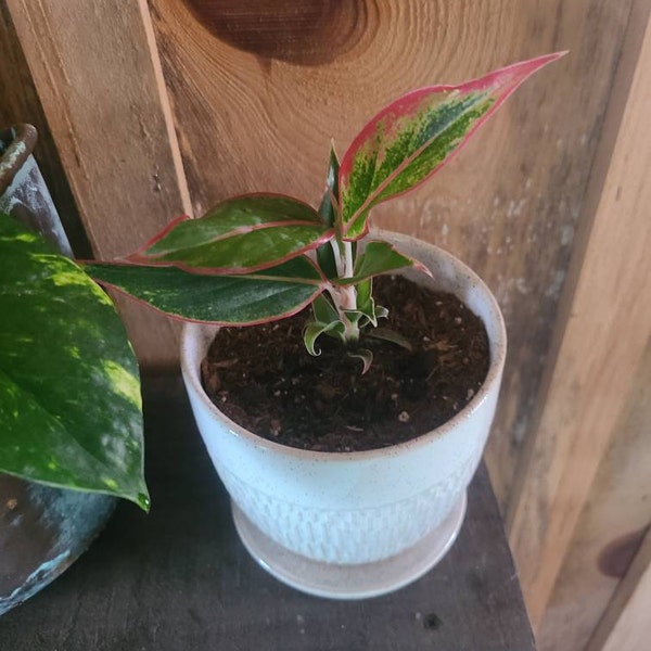 Alocasia Pink Princess Starter Plant ALL STARTER PLANTS Require You to ...