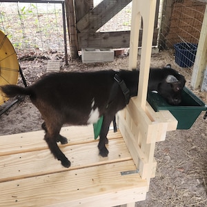 Goat Milk Stand for Pygmy and Dwarf Goats, Quality Eco Friendly Durable ...