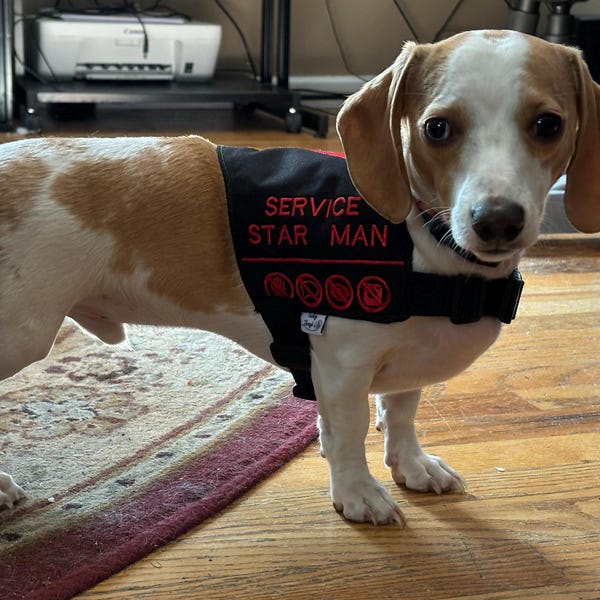 Pocket Upgrade, Custom Dog Vest Add-on - Etsy