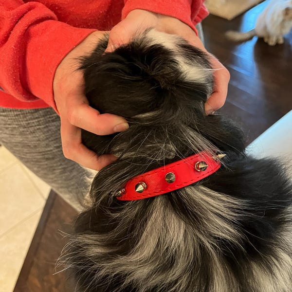 11.5 to 15.5 Inch Neck, Red Spike Dog Collar, Medium Dog or Large Puppy ...
