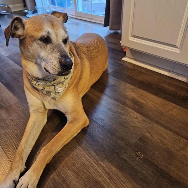 Scrunchie Dog Bandana "sage Stitch Cross" | Slip on Dog Bandana ...