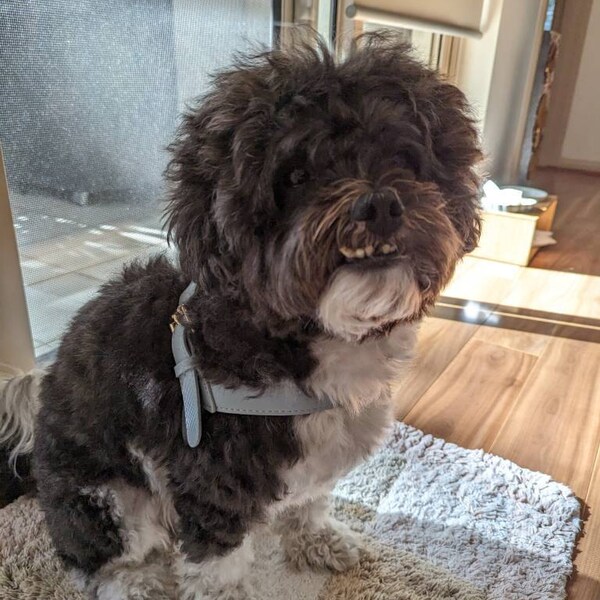 Realistic Blueberry Taba Squishy Toy, Blueberry Squishy Keychain ...