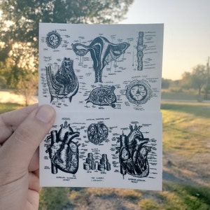 3 PACK Anatomy Laptop Sticker Gift for Nurse Accessories Nursing School ...