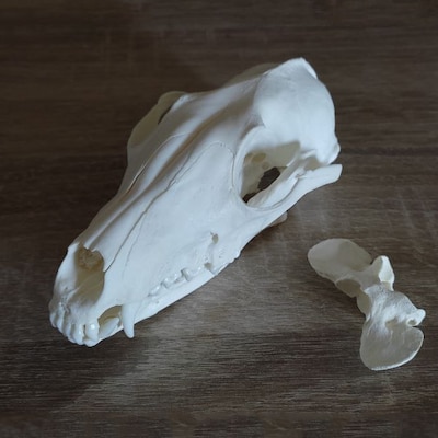 Real Arctic Fox Skull vulpes Lagopus Silver Fox Skull - Etsy UK