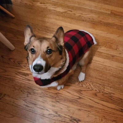 Custom Corgi Hoodies - Etsy