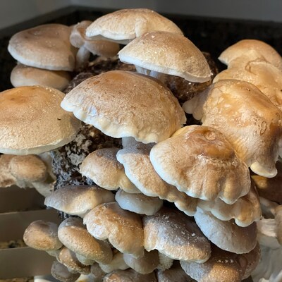 Shiitake Mushroom Growing Kit FREE SHIPPING - Etsy