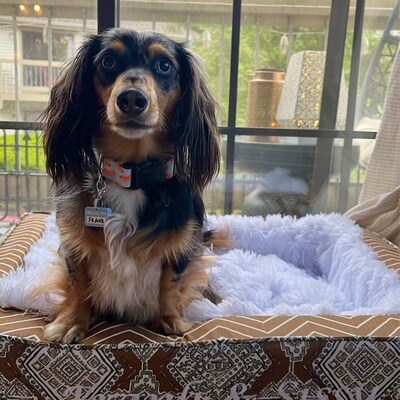 Custom Pet Tag for Dogs and Cats Personalized Weiner Hot Dog Tag Pet ID ...