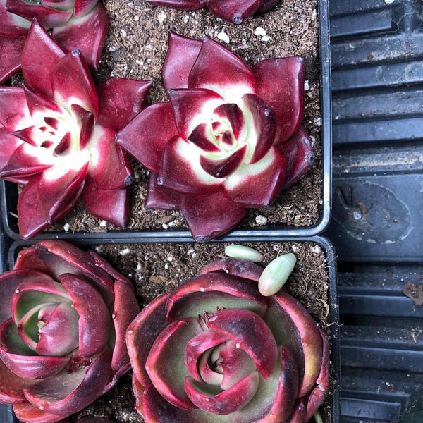 Mix Rare Live Succulent Plants Advanced Level Blind Box, 2-3.5 Random ...