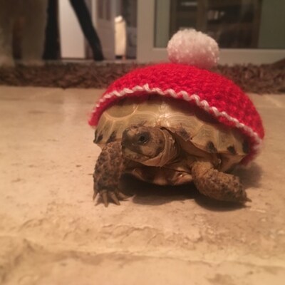 Santa Hat Tortoise Cosy, Pet Photo Prop, Pet Costume, Tortoise Costume ...
