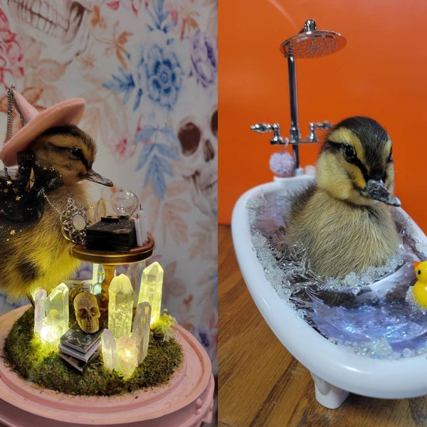 Real Little Yellow Goose Specimen Collectibles Study, Special Gifts ...