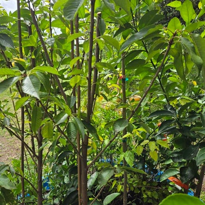 Jujube Li Tree 1 to 2 Feet Tall Grafted Tree Ship in 6 Pot - Etsy