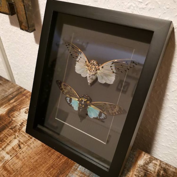 Real Framed Ghost Cicada Ayutha Spectabilis Shadow Box Frame Insect ...