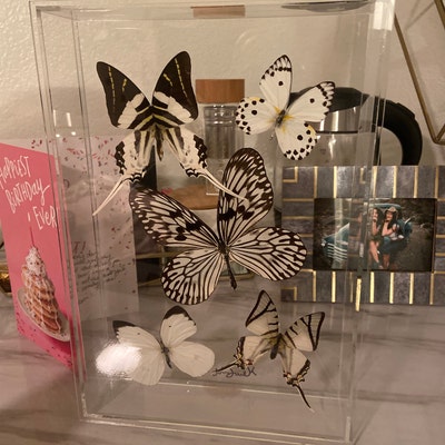 Butterfly Displays, Mounted Butterflies, Framed Butterflies , Butterfly ...