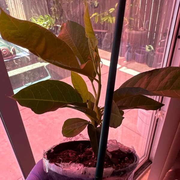 Yellow Flower, Magnolia Champaca, Michelia Champaca in 6" or 4" Pot ...